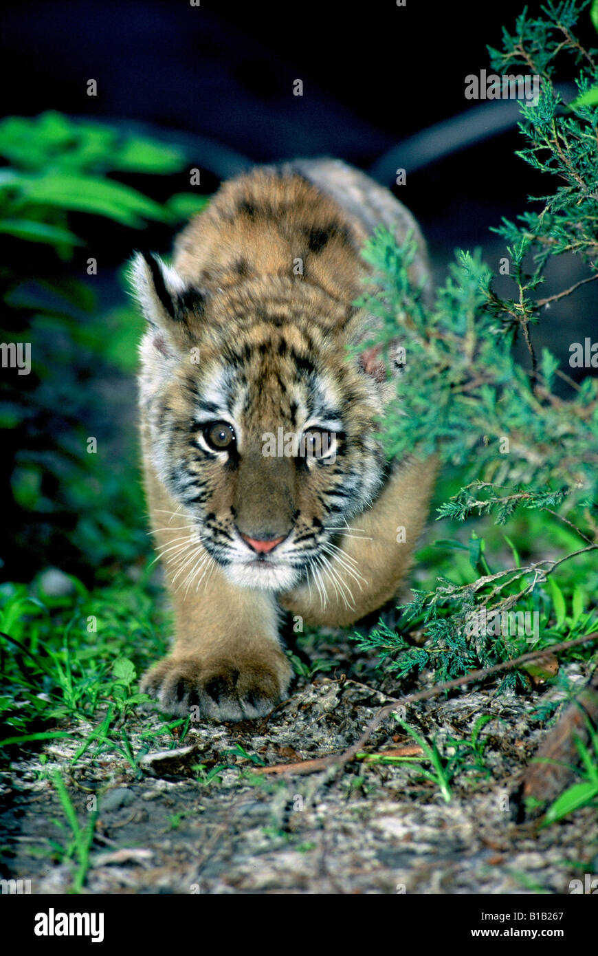 tiger cub walking Stock Photo - Alamy