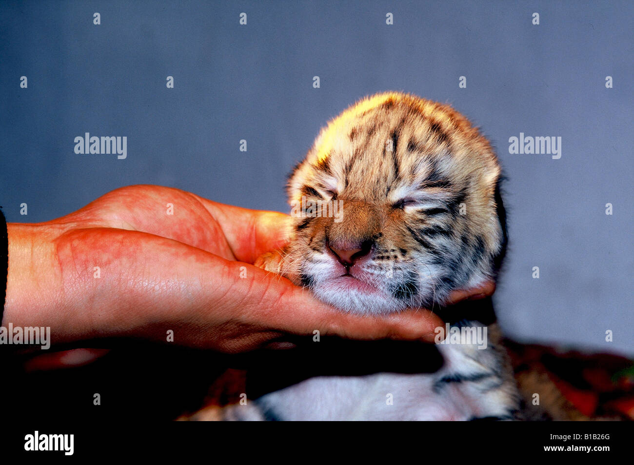 tiger cub holded by human hand Stock Photo - Alamy