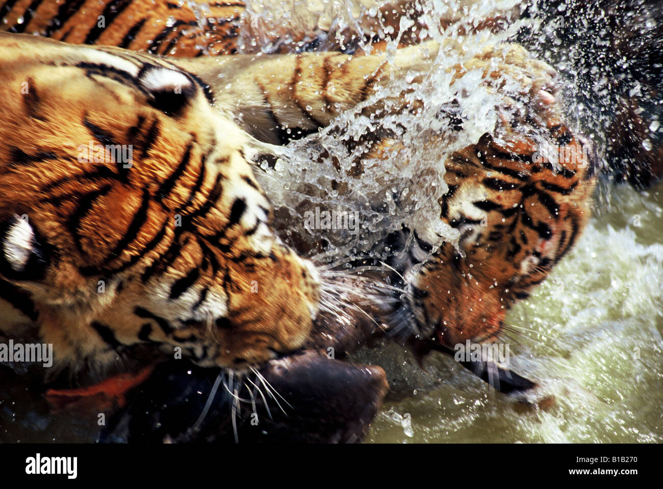 Tiger Eating Duck