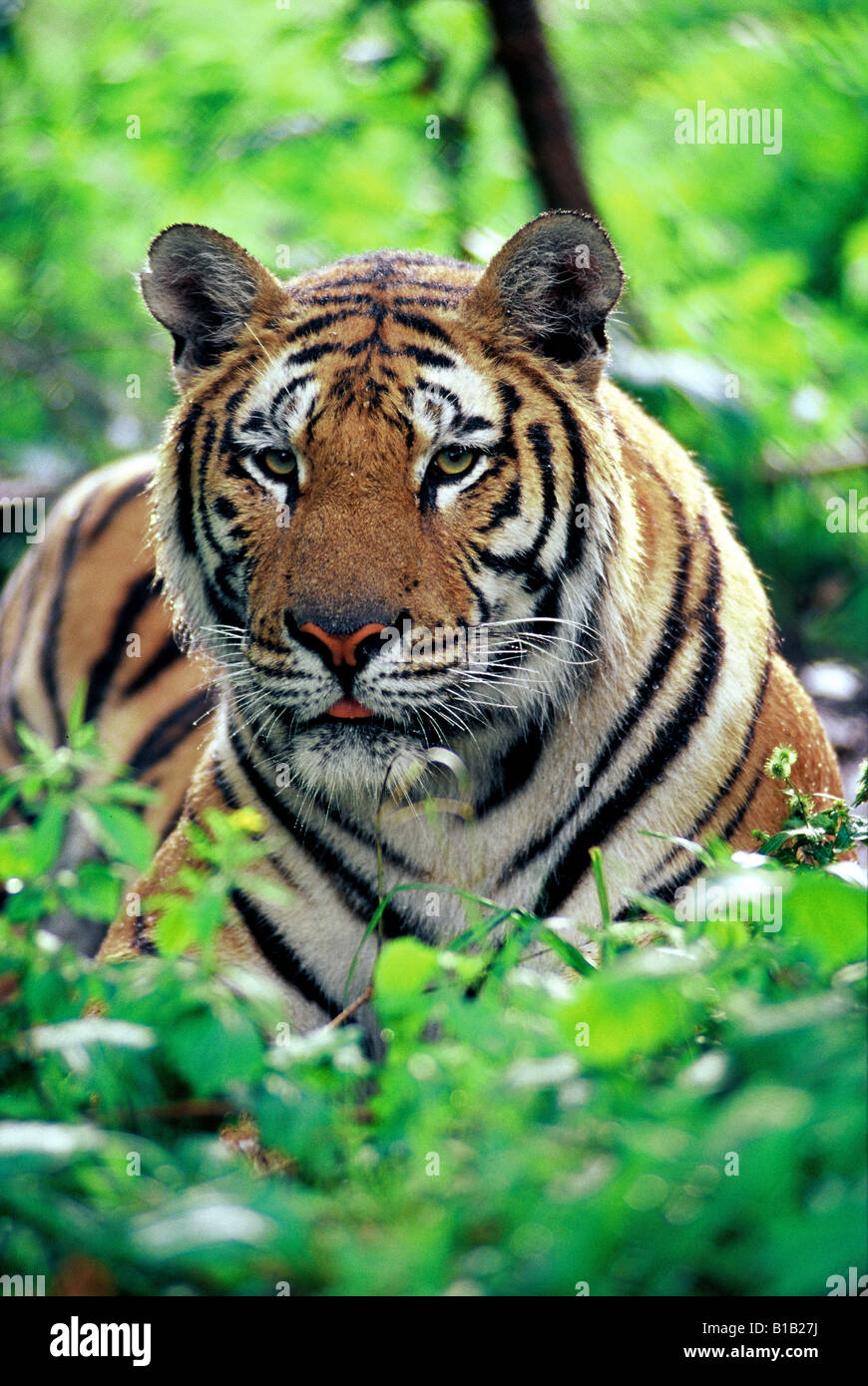 tiger in forest Stock Photo - Alamy