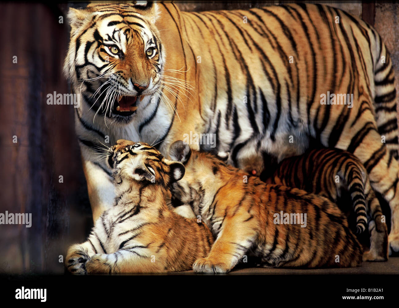 Tiger family hi-res stock photography and images - Alamy