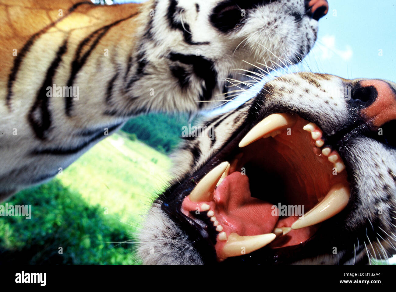 close-up of tiger roaring Stock Photo - Alamy
