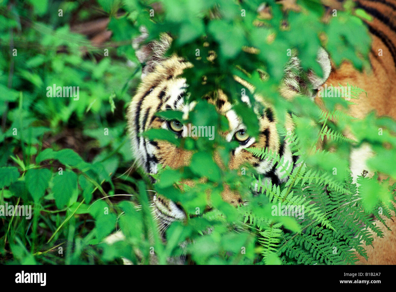 Tiger in forest hi-res stock photography and images - Alamy