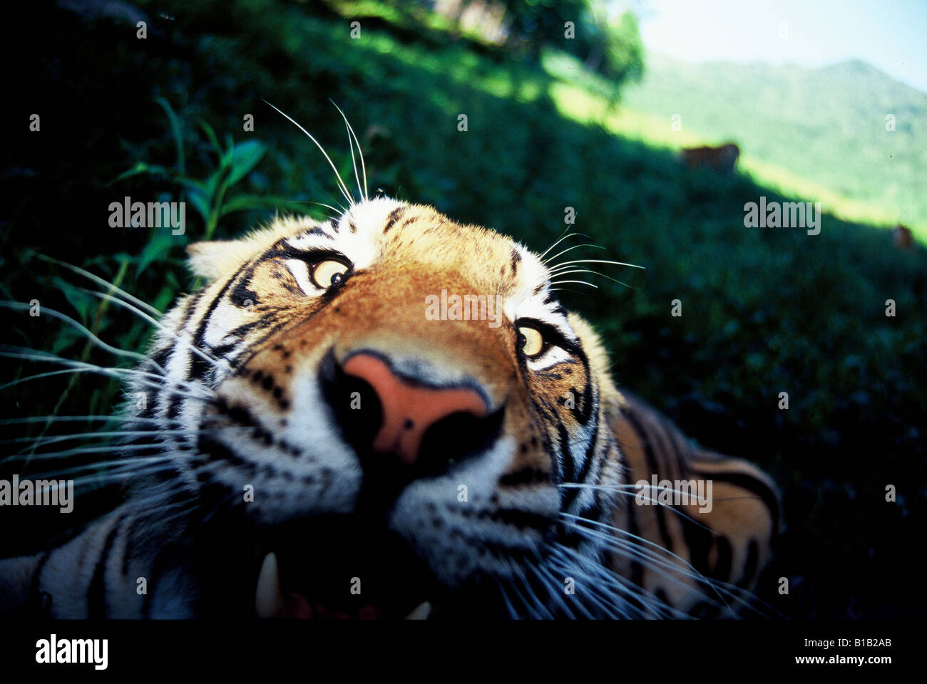 close-up of tiger's head Stock Photo - Alamy