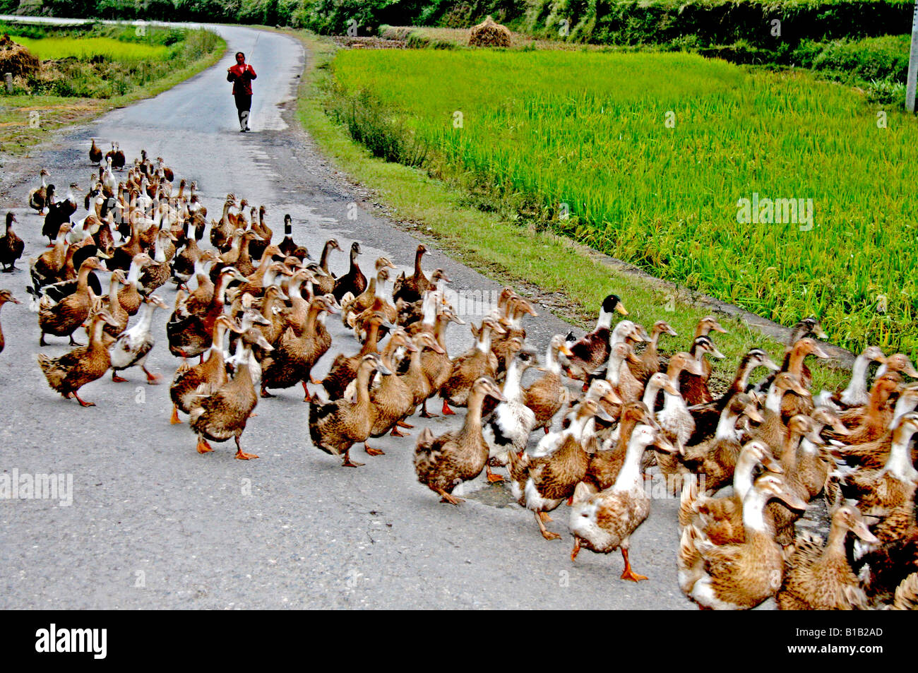 flock of ducks walking through road Stock Photo - Alamy