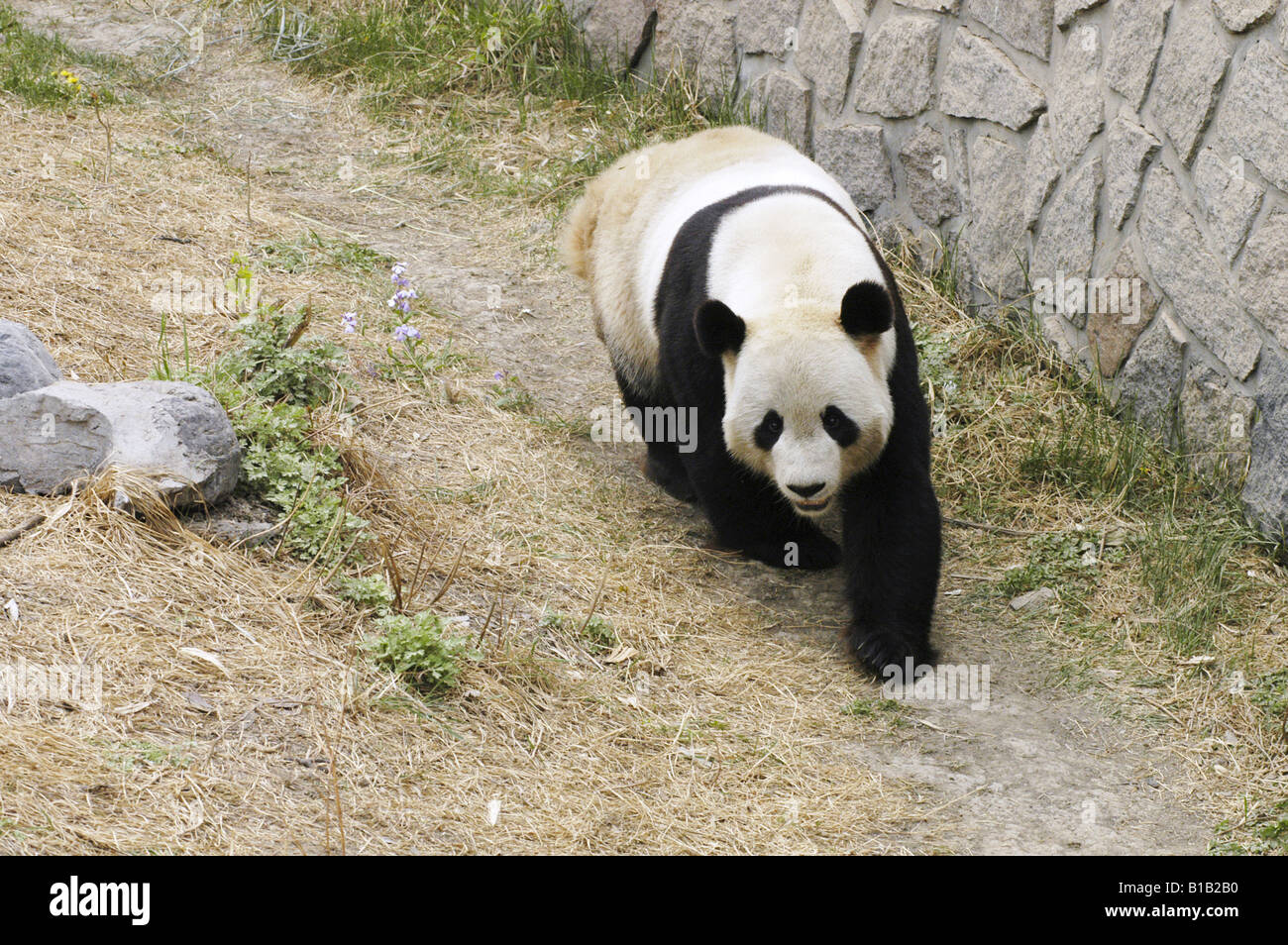 Panda walking hi-res stock photography and images - Alamy
