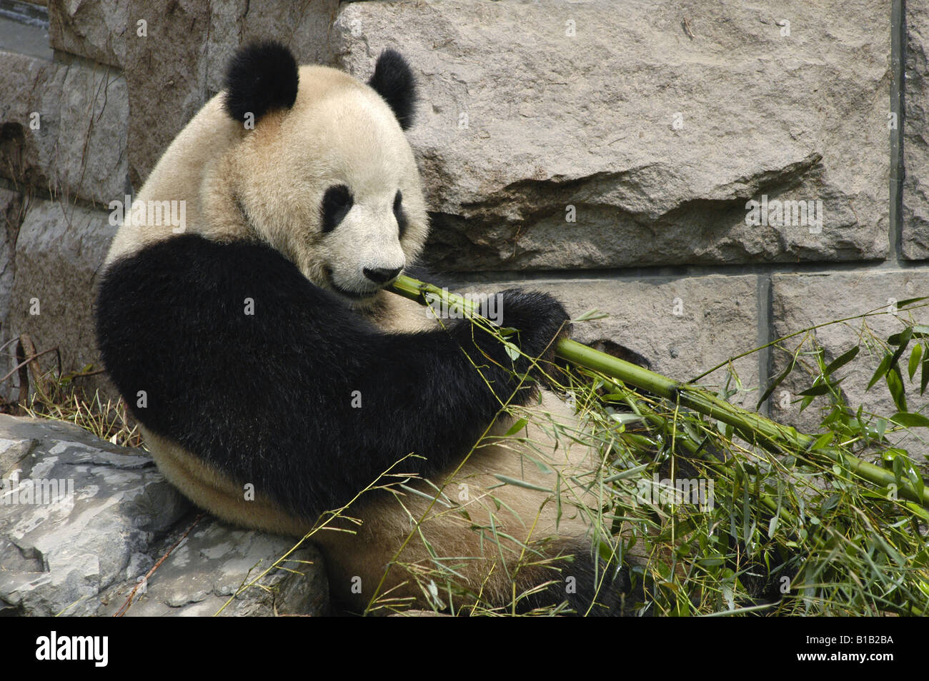 panda eating bamboo Stock Photo - Alamy