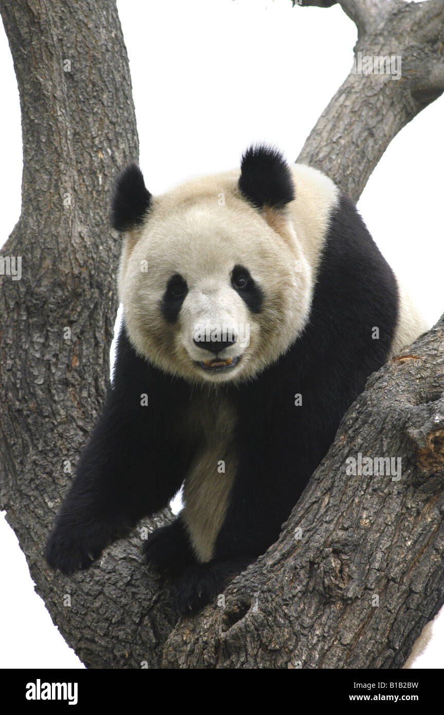 panda playing on tree Stock Photo - Alamy