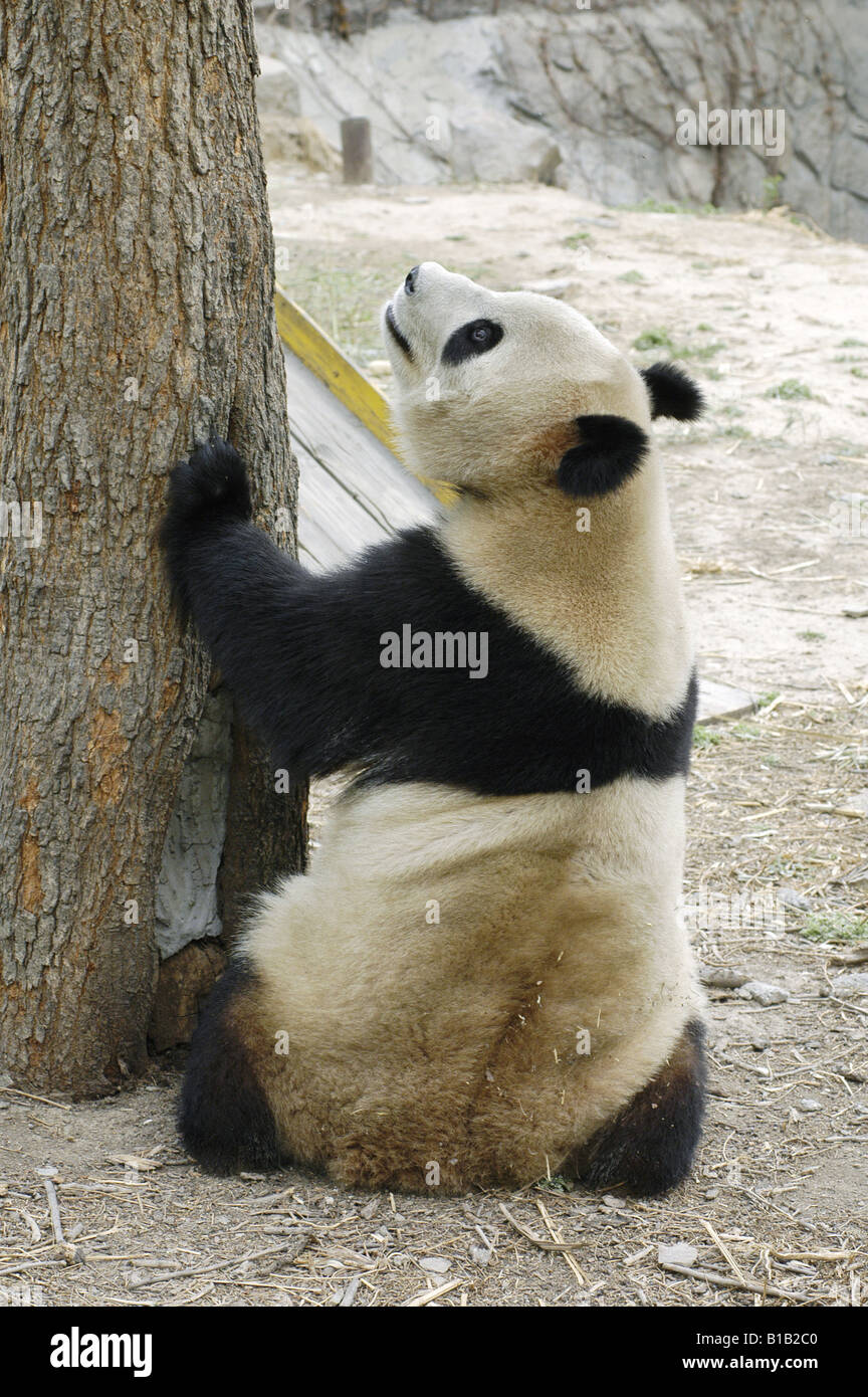 panda looking up Stock Photo - Alamy