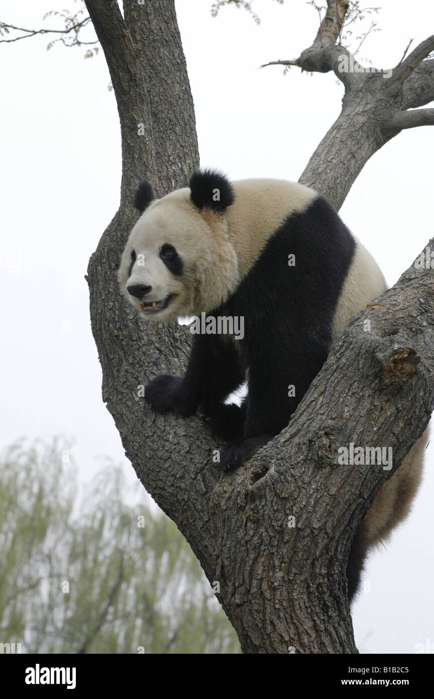 panda playing on tree Stock Photo - Alamy