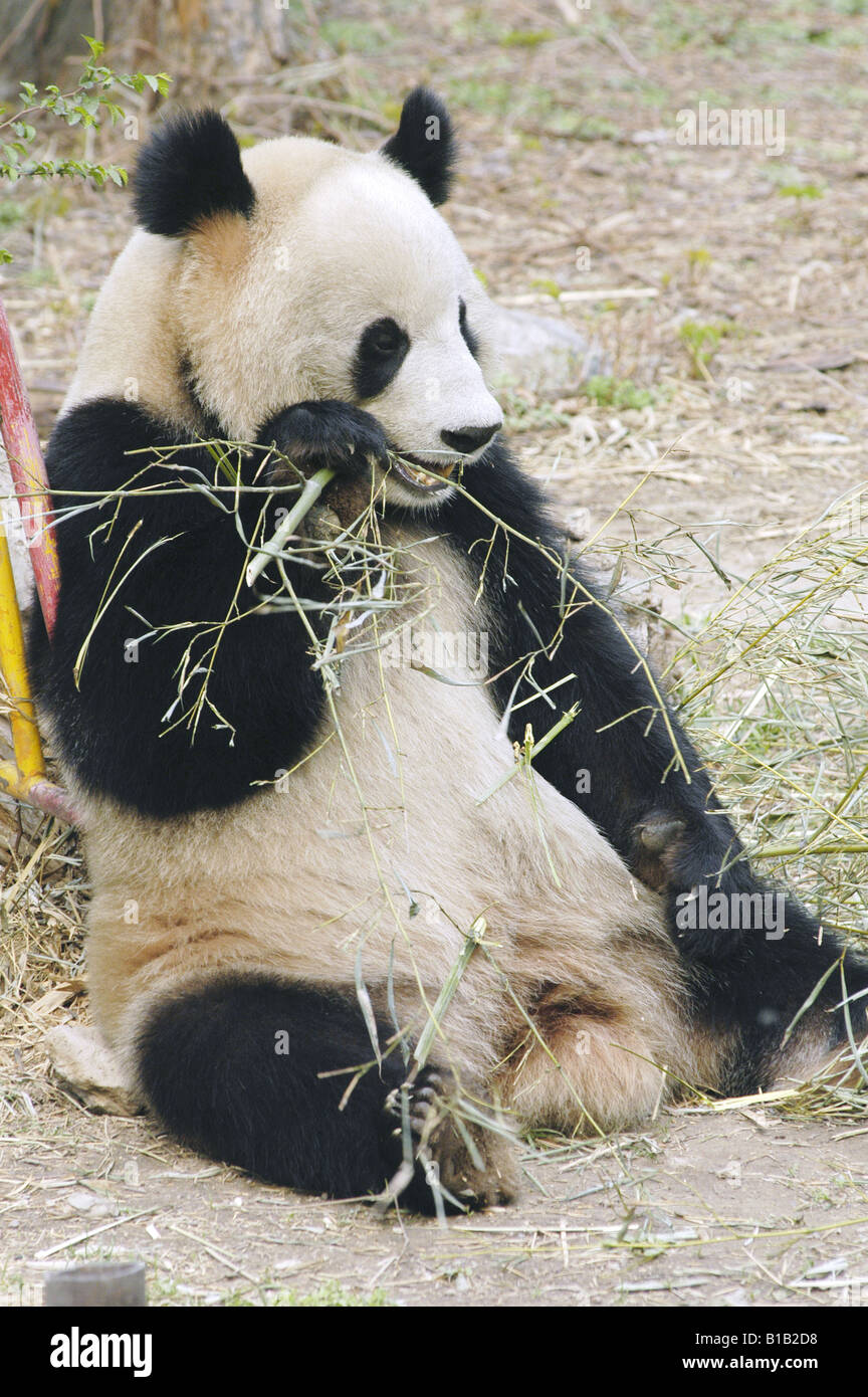 panda eating bamboo Stock Photo - Alamy