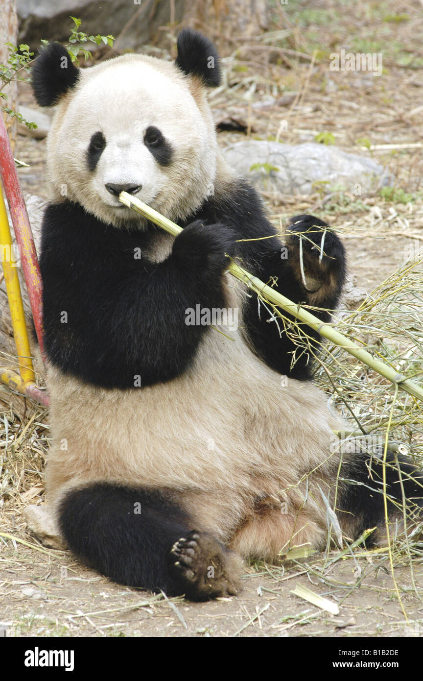 panda eating bamboo Stock Photo - Alamy