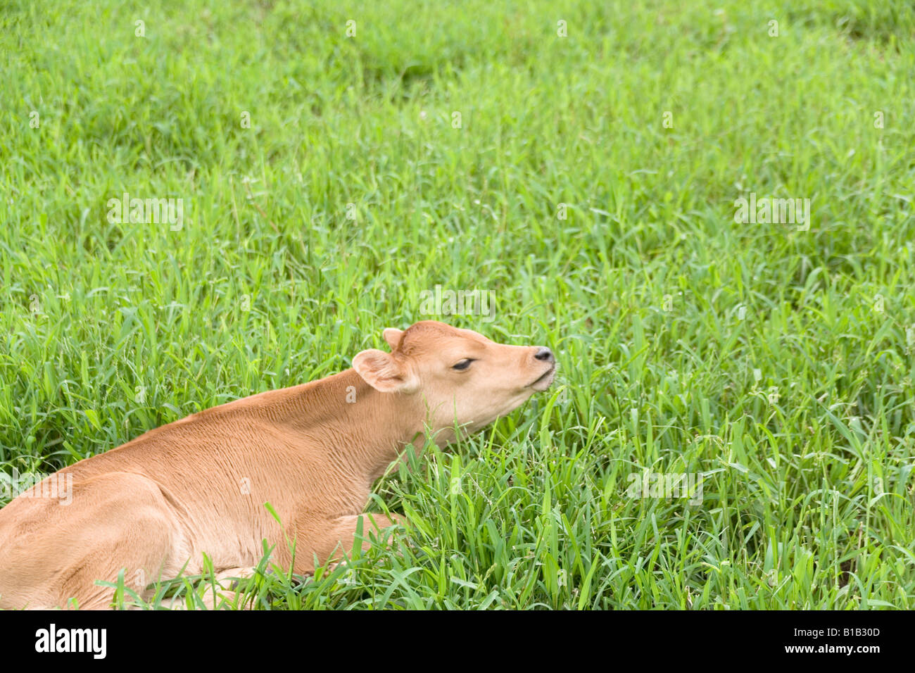Calf sitting on grass Stock Photo - Alamy
