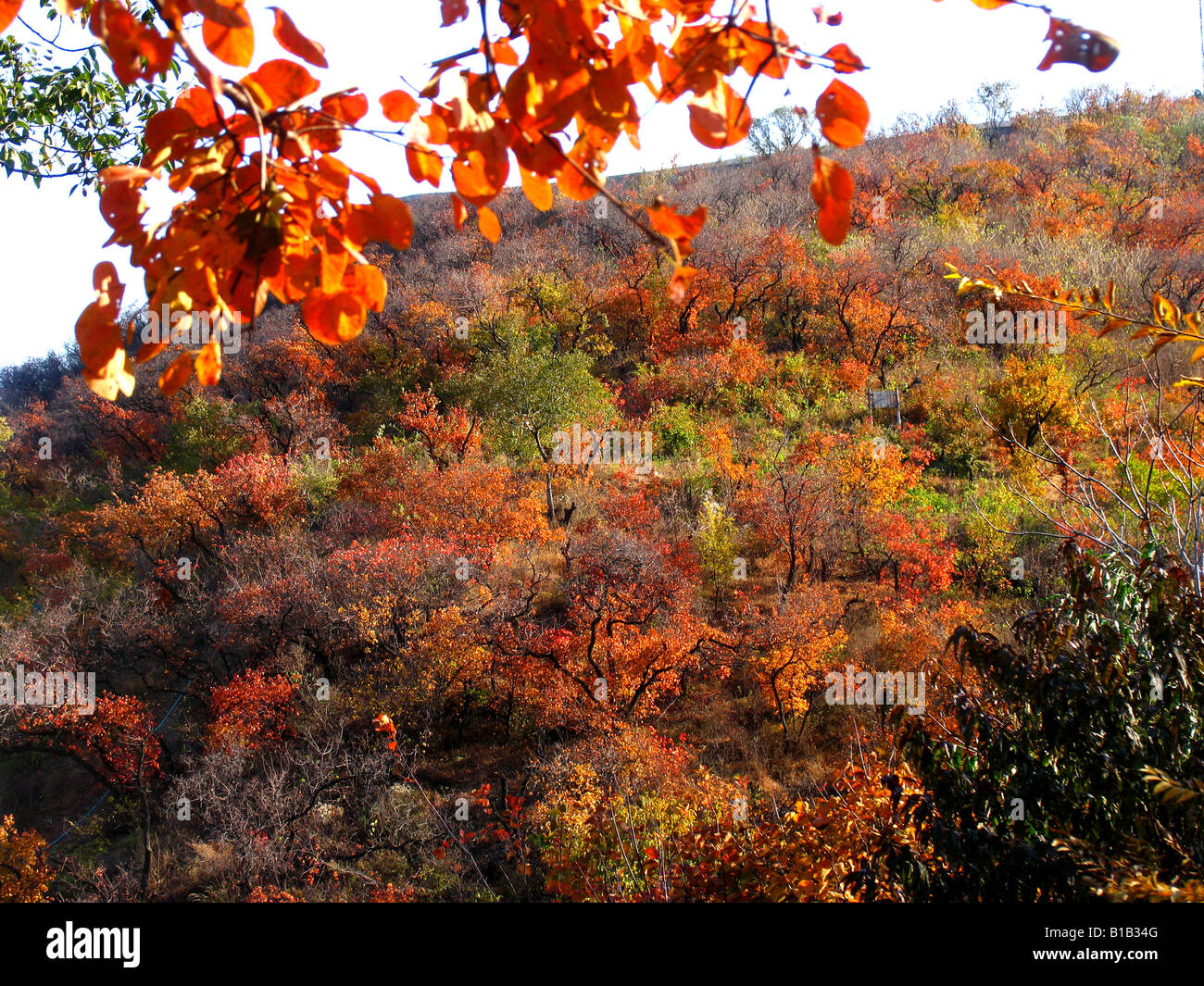 red leaves at Fragrant Hill,Beijing,China Stock Photo - Alamy