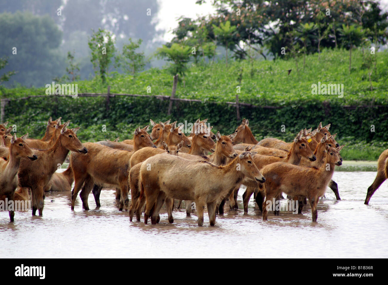 Asian elk hi-res stock photography and images - Alamy