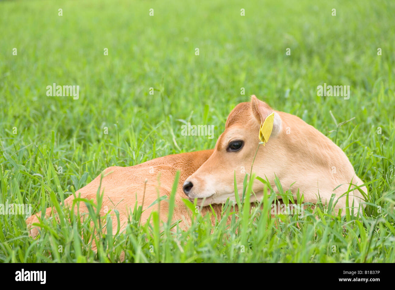 Calf sitting on grass Stock Photo - Alamy
