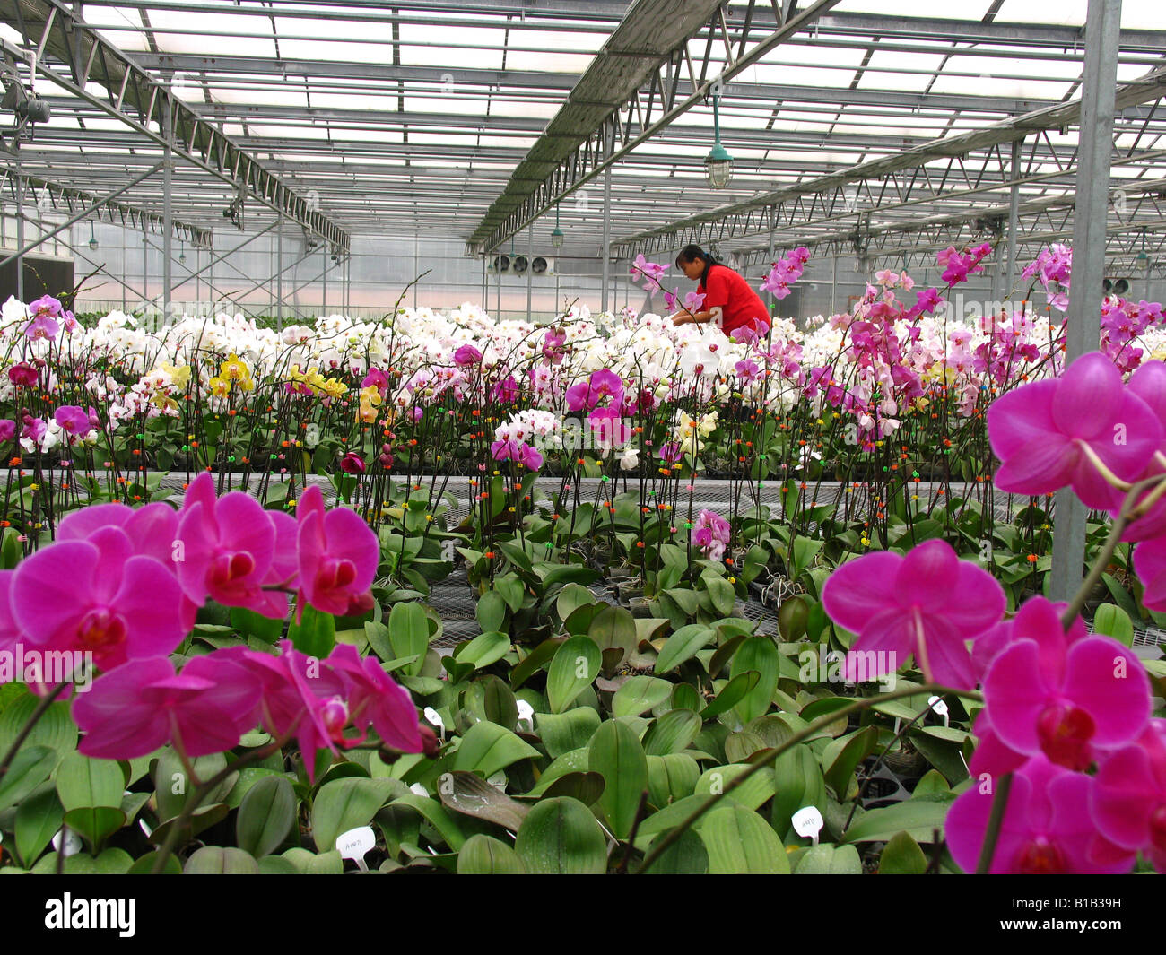 flower hothouse in Shunyi,Beijing,China Stock Photo - Alamy