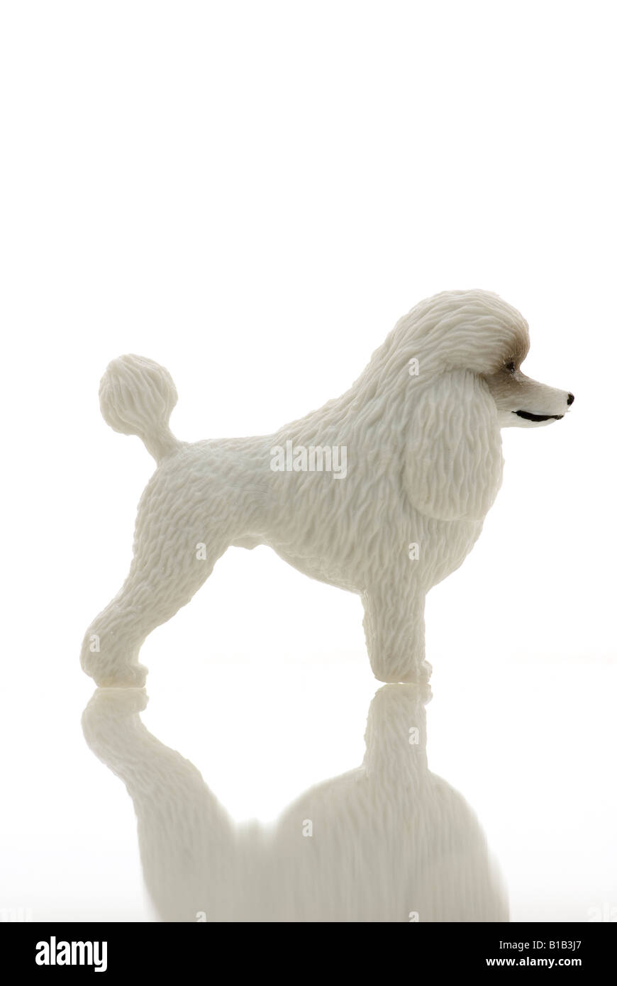 Toy poodle side view hi-res stock photography and images - Alamy