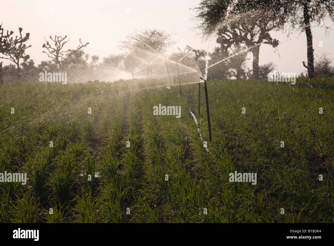 Irrigation India High Resolution Stock Photography and Images - Alamy