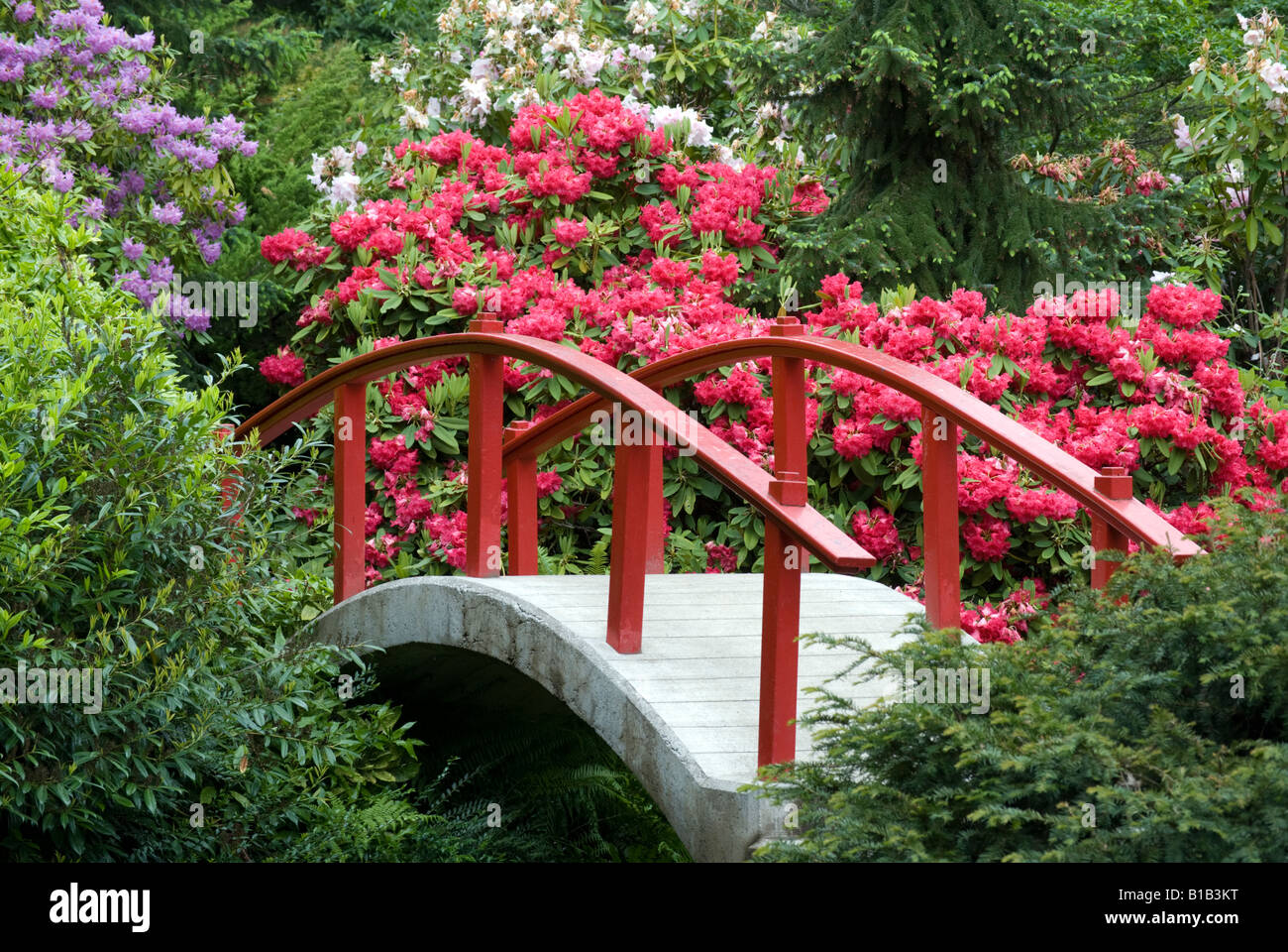 Seattle's Kubota Garden Moon Bridge surrounded by Rhododendrons Stock ...