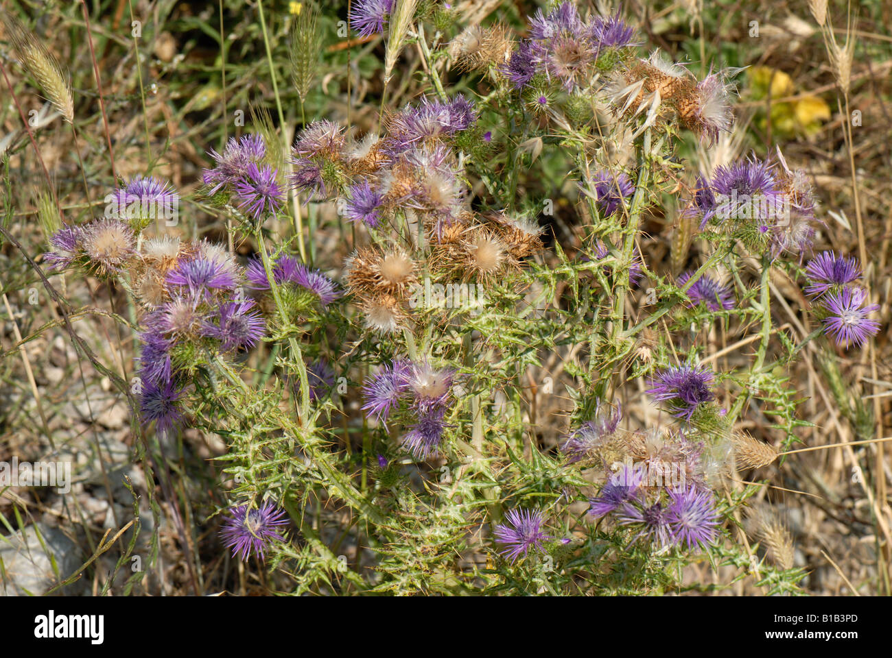 Galactites tomentosa a flowering ans seeding thistle on wasteground ...