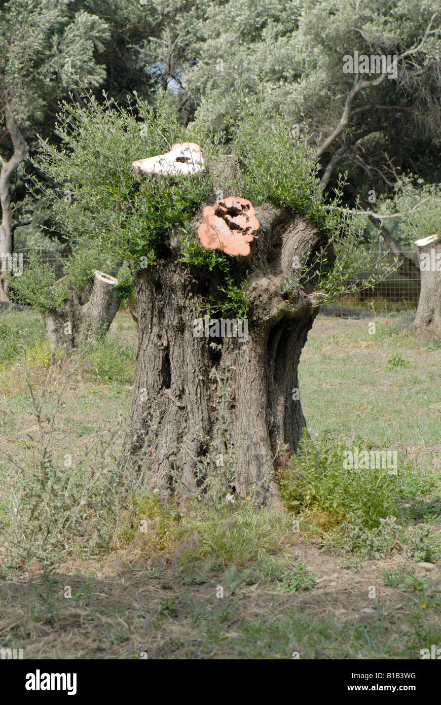 Old olive trees heavily pollarded to make the more productive Crete ...