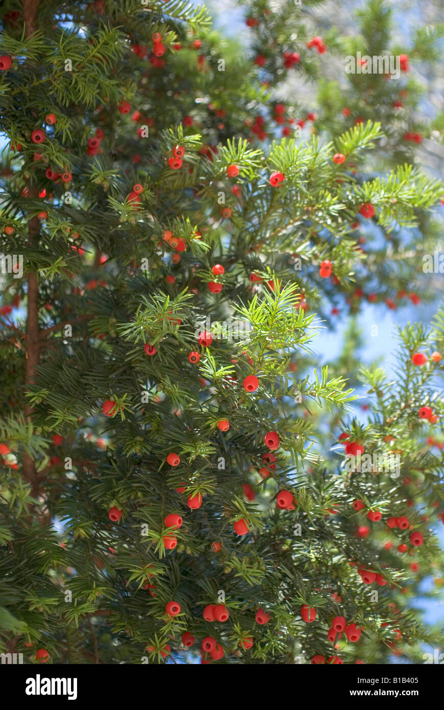 Conifer red berry berries hi-res stock photography and images - Alamy