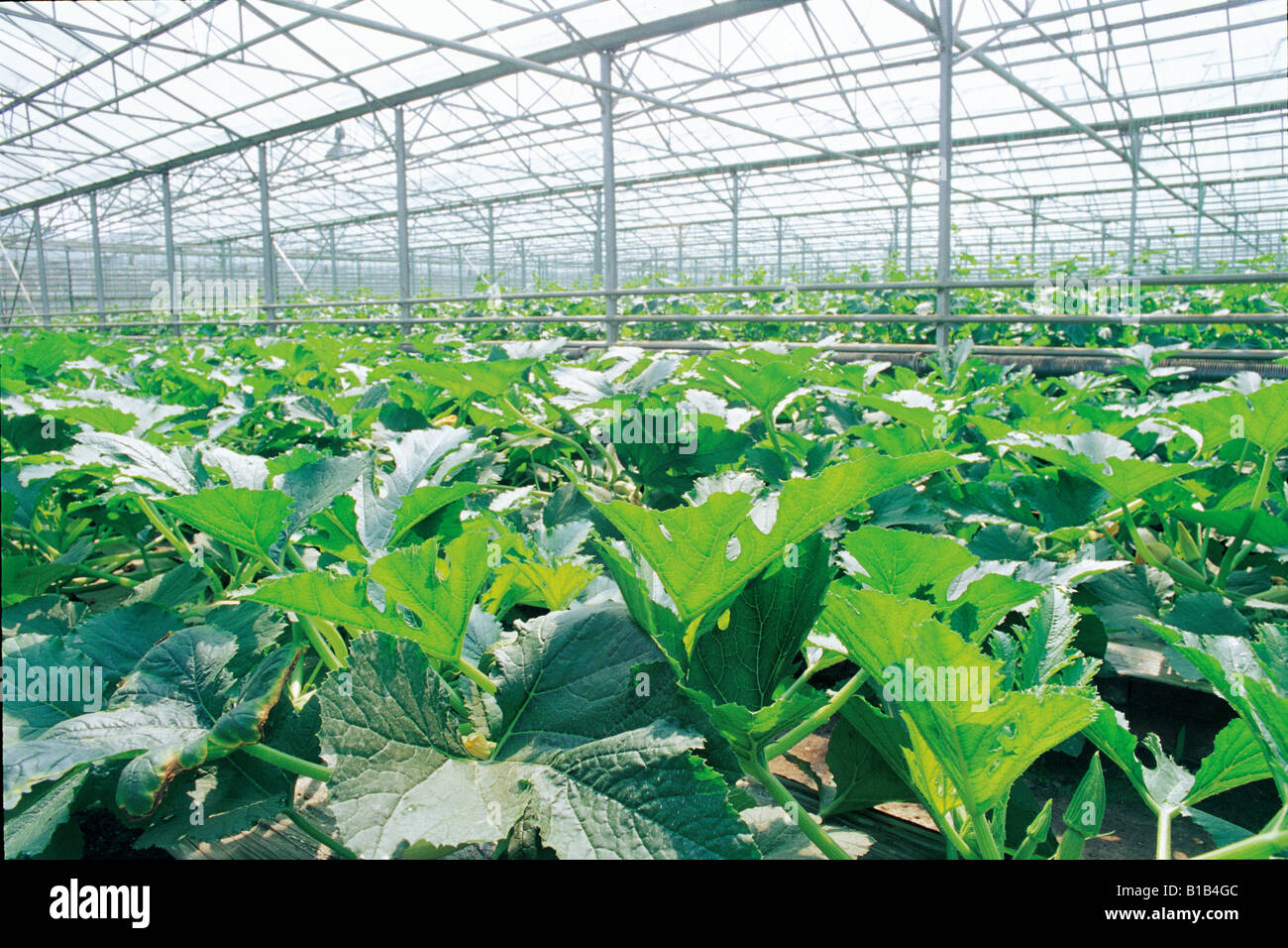 Hothouse china hi-res stock photography and images - Alamy