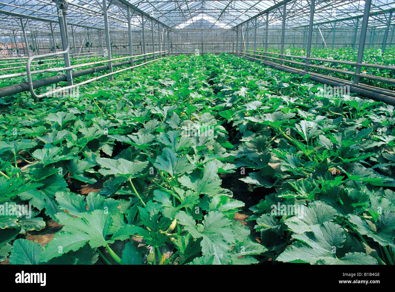 Hothouse china hi-res stock photography and images - Alamy