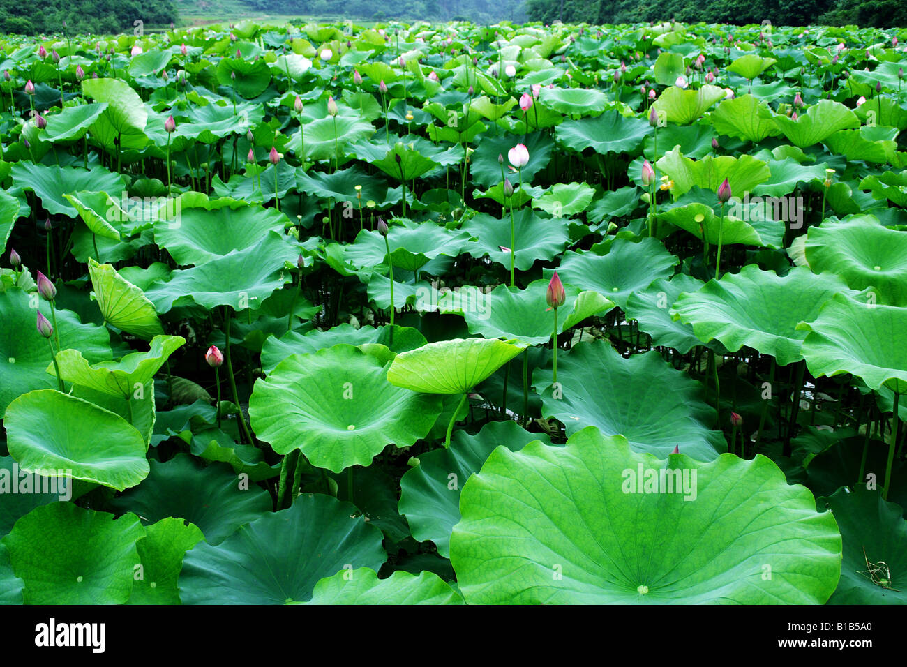 many water lilies in a pond Stock Photo - Alamy