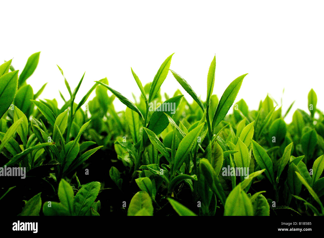 tea growing in field Stock Photo - Alamy