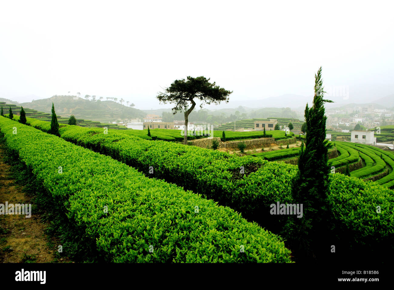 tea growing in field Stock Photo - Alamy