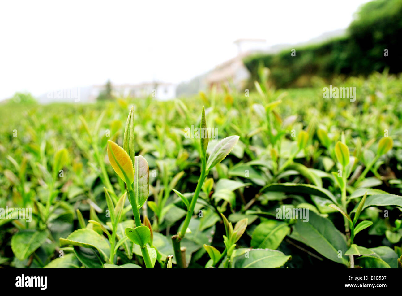 Growing tea china hi-res stock photography and images - Alamy