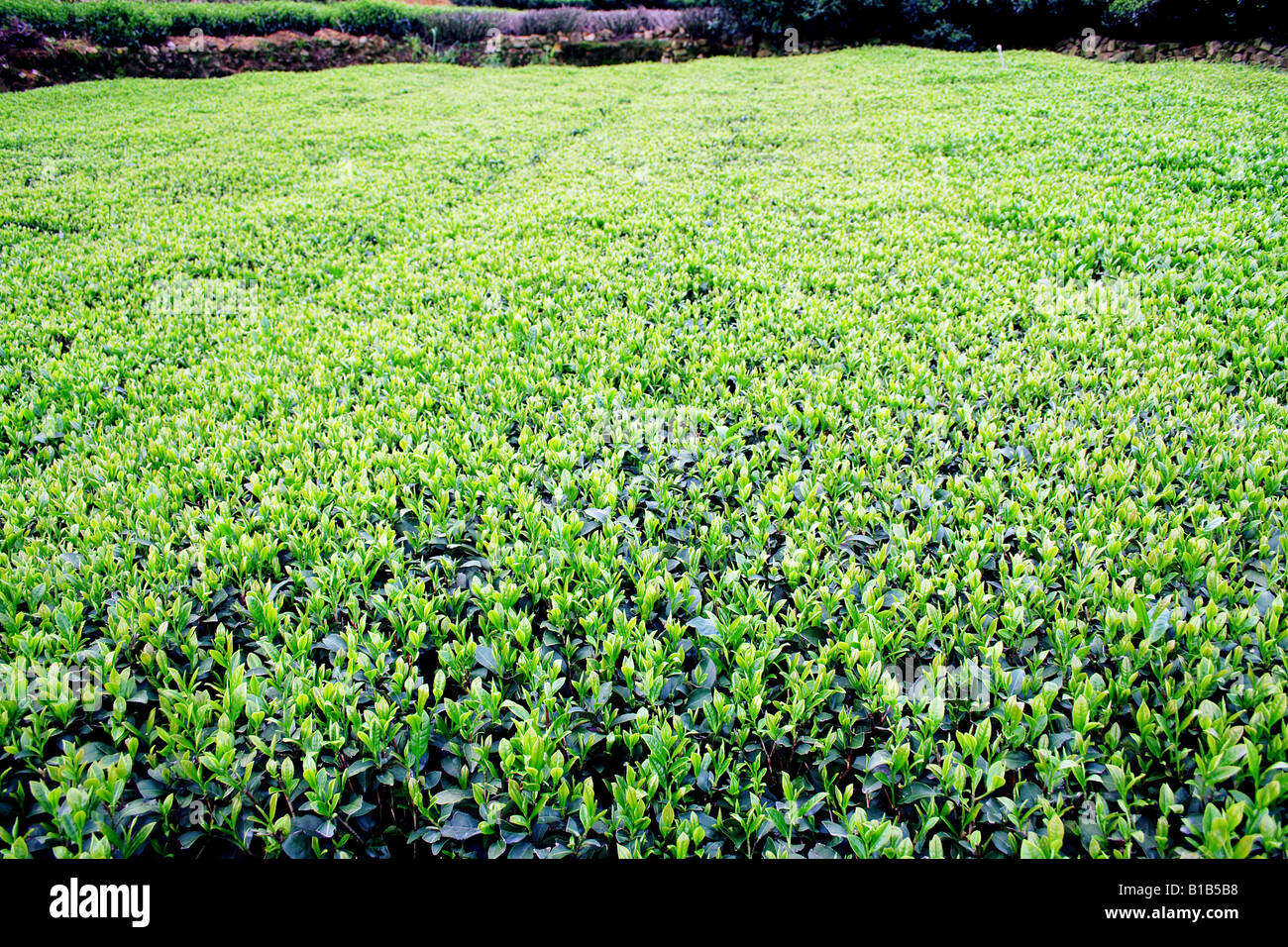 tea growing in field Stock Photo - Alamy