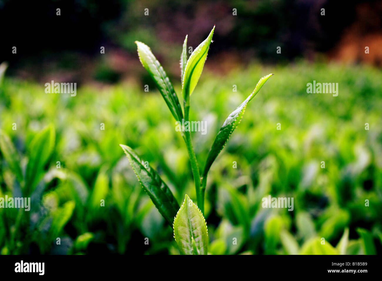 tea growing in field Stock Photo - Alamy