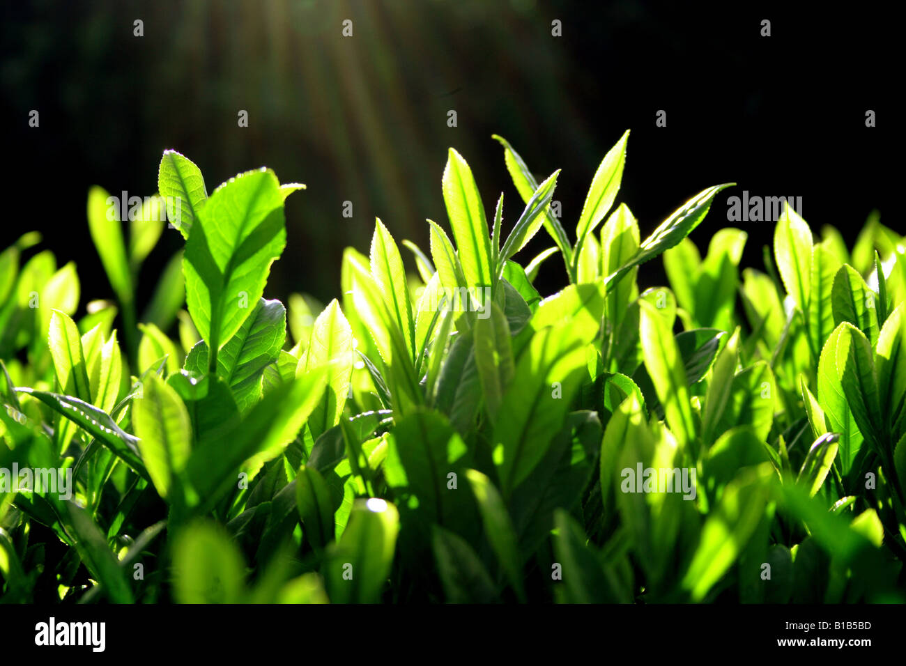 tea growing in field Stock Photo - Alamy