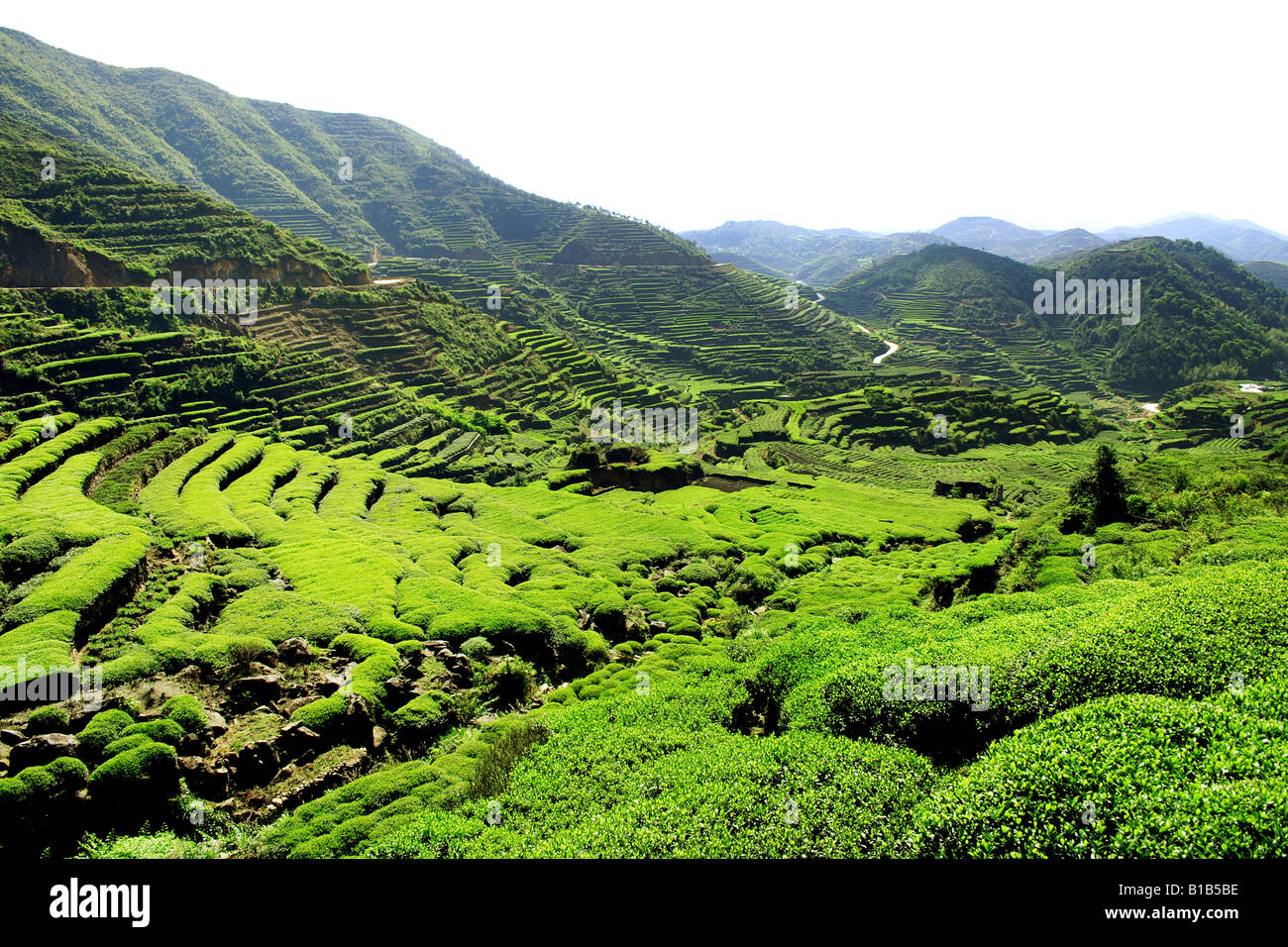 tea growing in field Stock Photo - Alamy