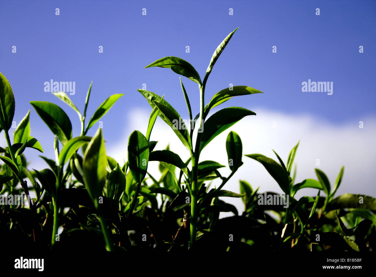 tea growing in field Stock Photo - Alamy