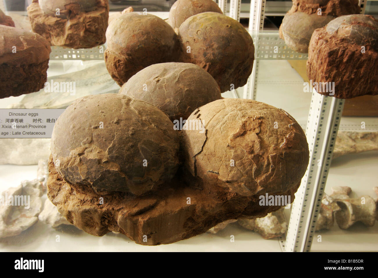 fossil of dinosaur's egg,close-up Stock Photo - Alamy