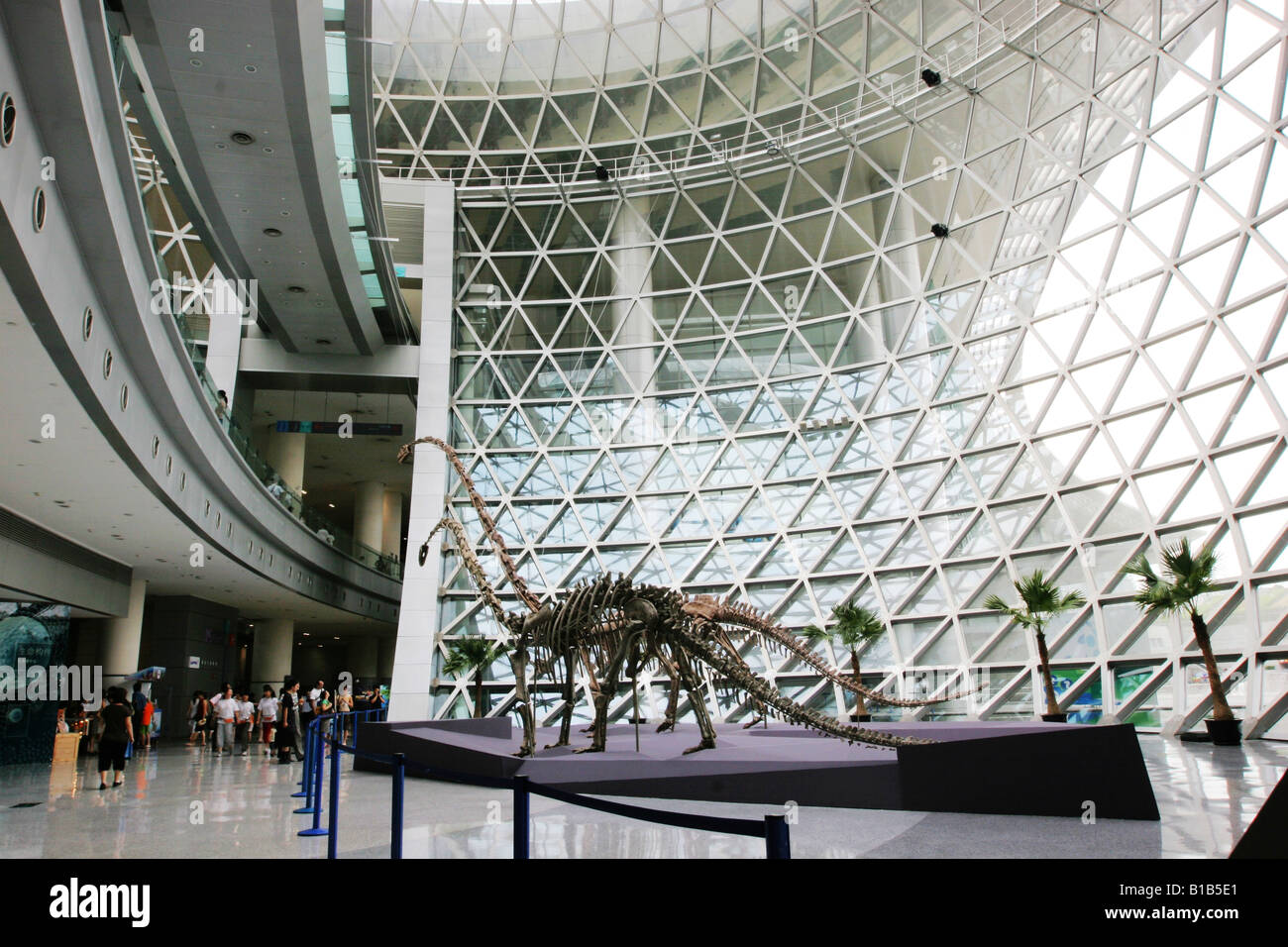 fossil of dinosaur's skeleton in museum Stock Photo - Alamy