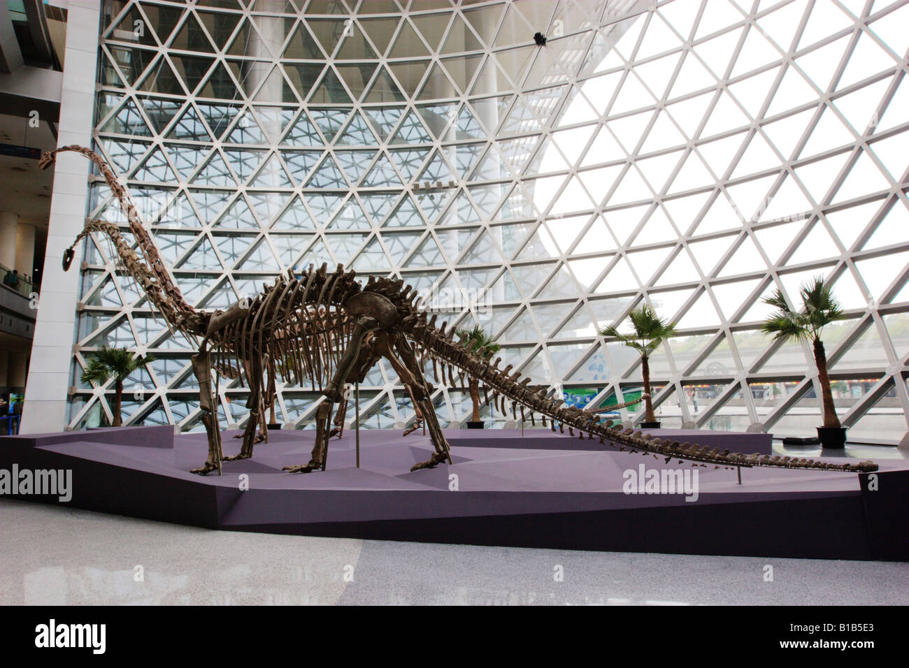 fossil of dinosaur's skeleton in museum Stock Photo - Alamy