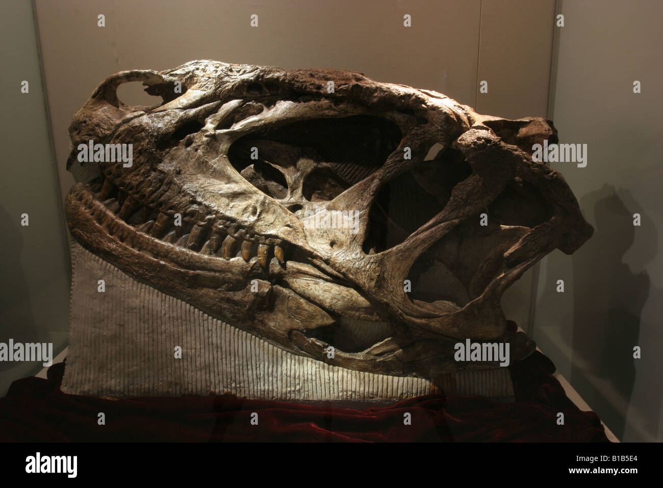 fossil of dinosaur's head,close-up Stock Photo - Alamy