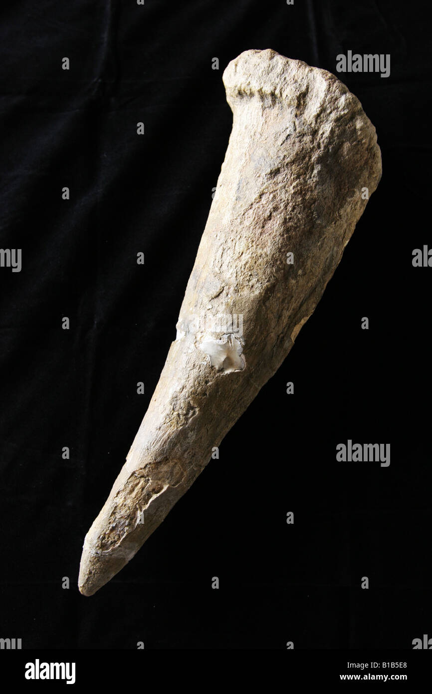 fossil of dinosaur bone,close-up Stock Photo - Alamy