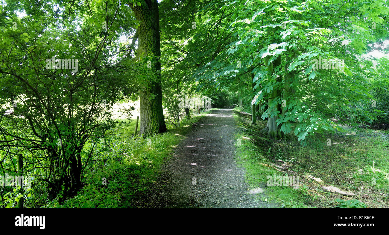 footpath through woodland between trees Stock Photo - Alamy