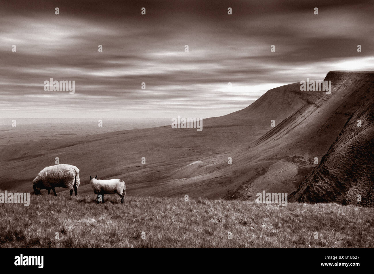 Two sheep at the top of the enscarpment at Llyn Y Fan Fach reservoir in ...