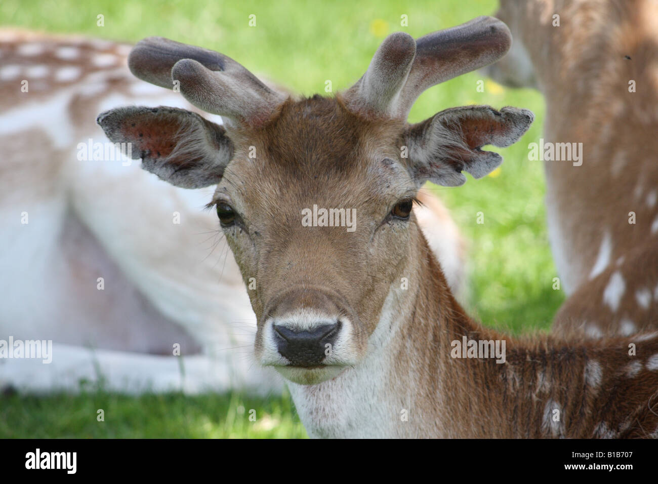 A close up of a young deer in the countryside Stock Photo - Alamy