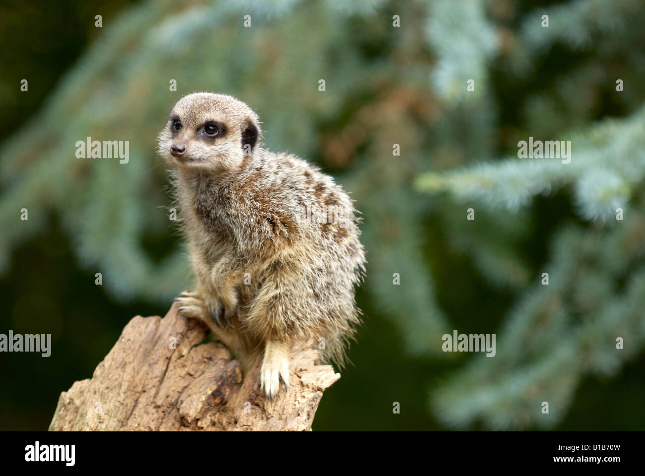 Meerkat on look out suricate Suricata suricatta Stock Photo - Alamy