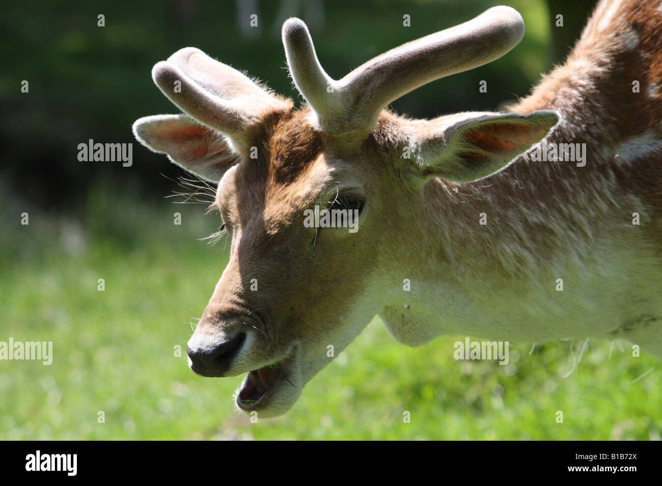 A deer chewing grass Stock Photo - Alamy