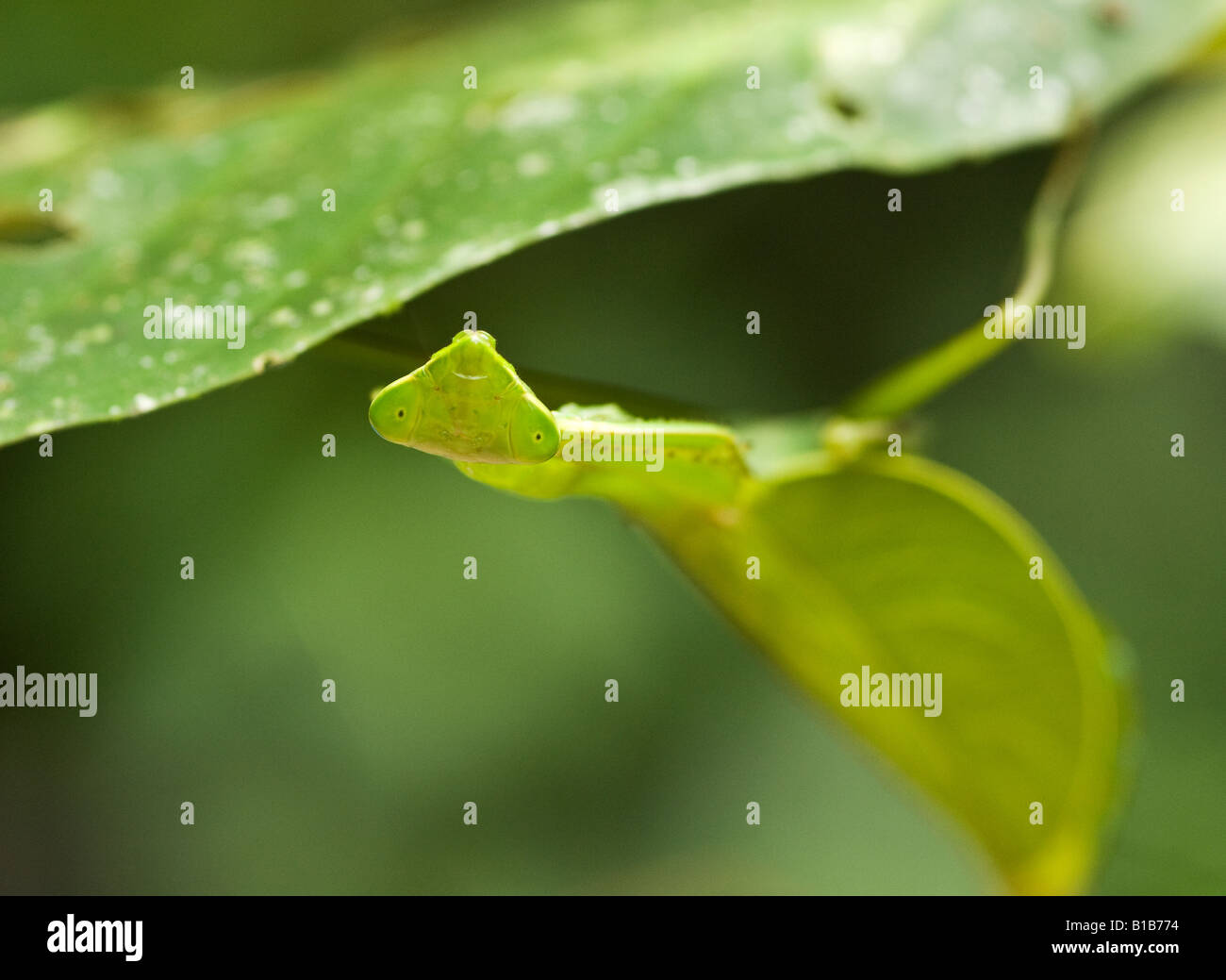 Praying mantis mimicing a leaf in the Amazon rainforest Stock Photo - Alamy