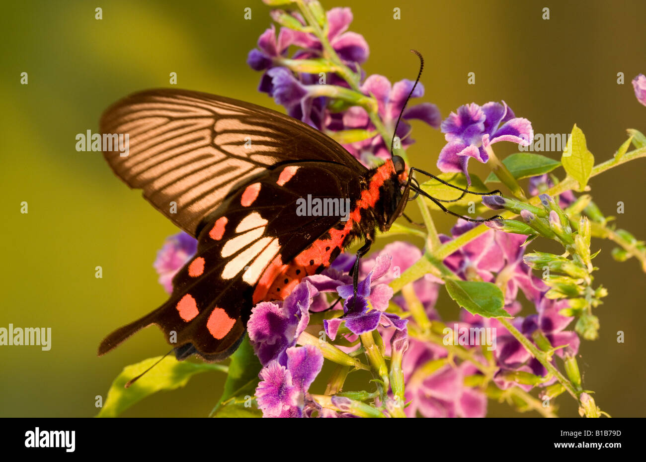 The common Rose Butterfly ( Pachliopta aristolochiae) on Duranta ...